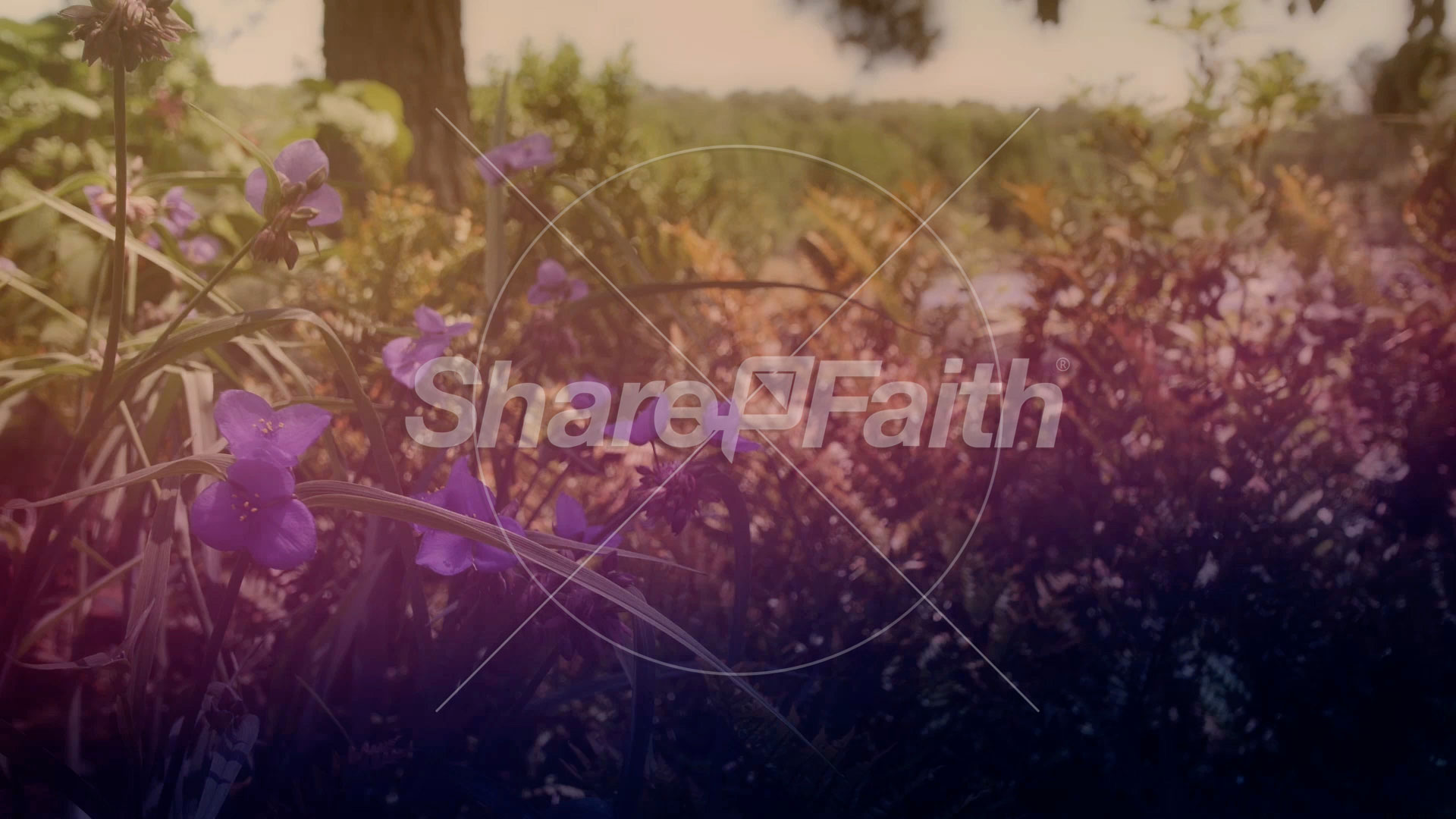 ShareFaith Media » Wildflower Collection: 8 – ShareFaith Media