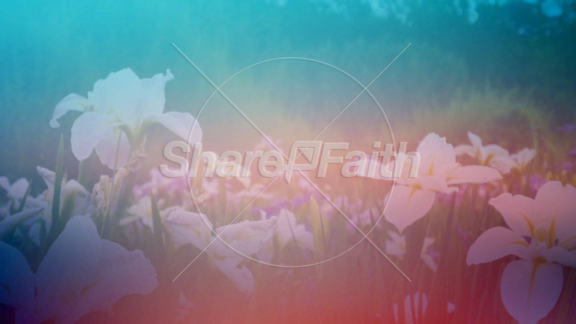 ShareFaith Media » Wildflower Collection: 10 – ShareFaith Media