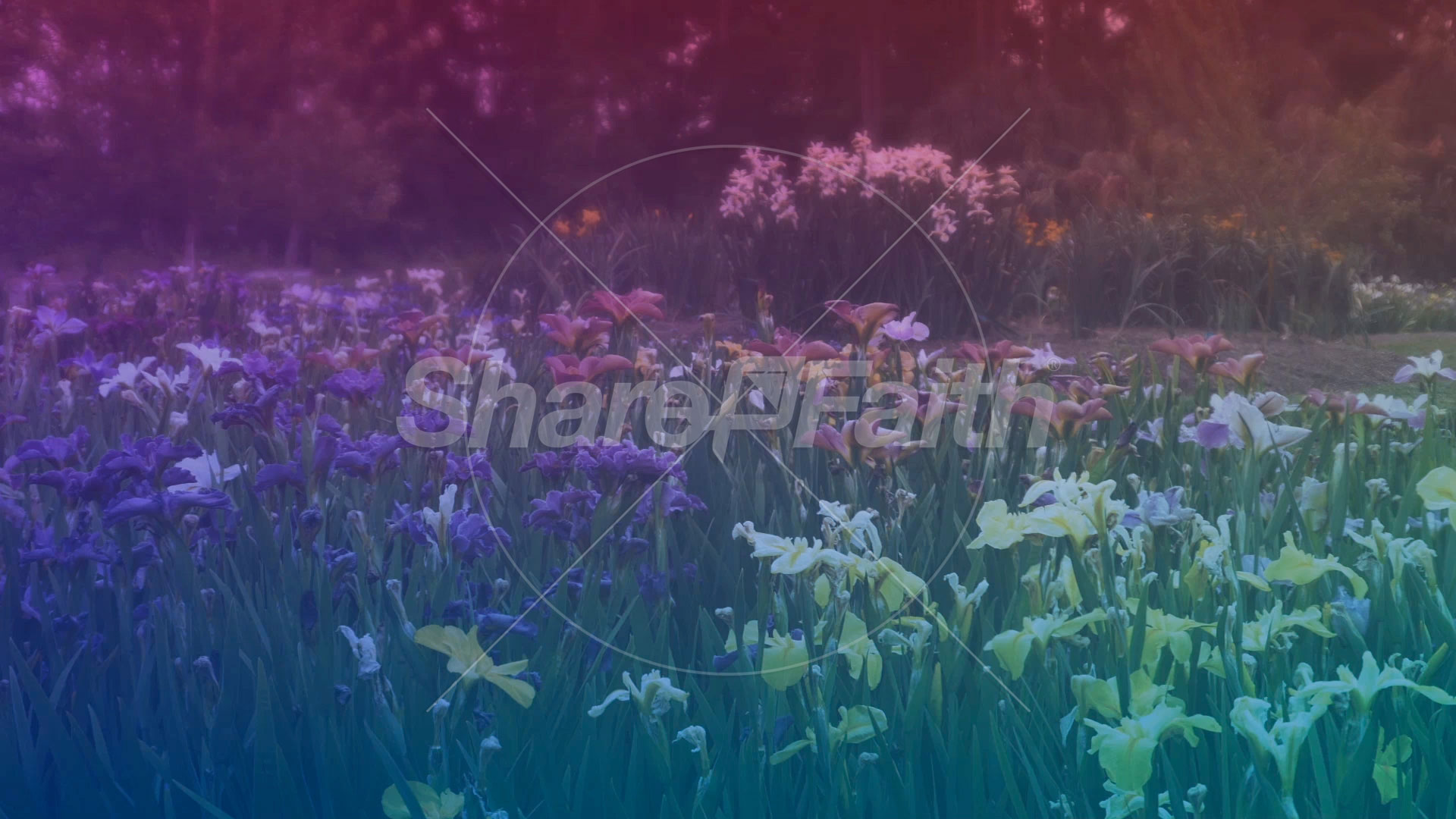 ShareFaith Media » Wildflower Collection: 7 – ShareFaith Media