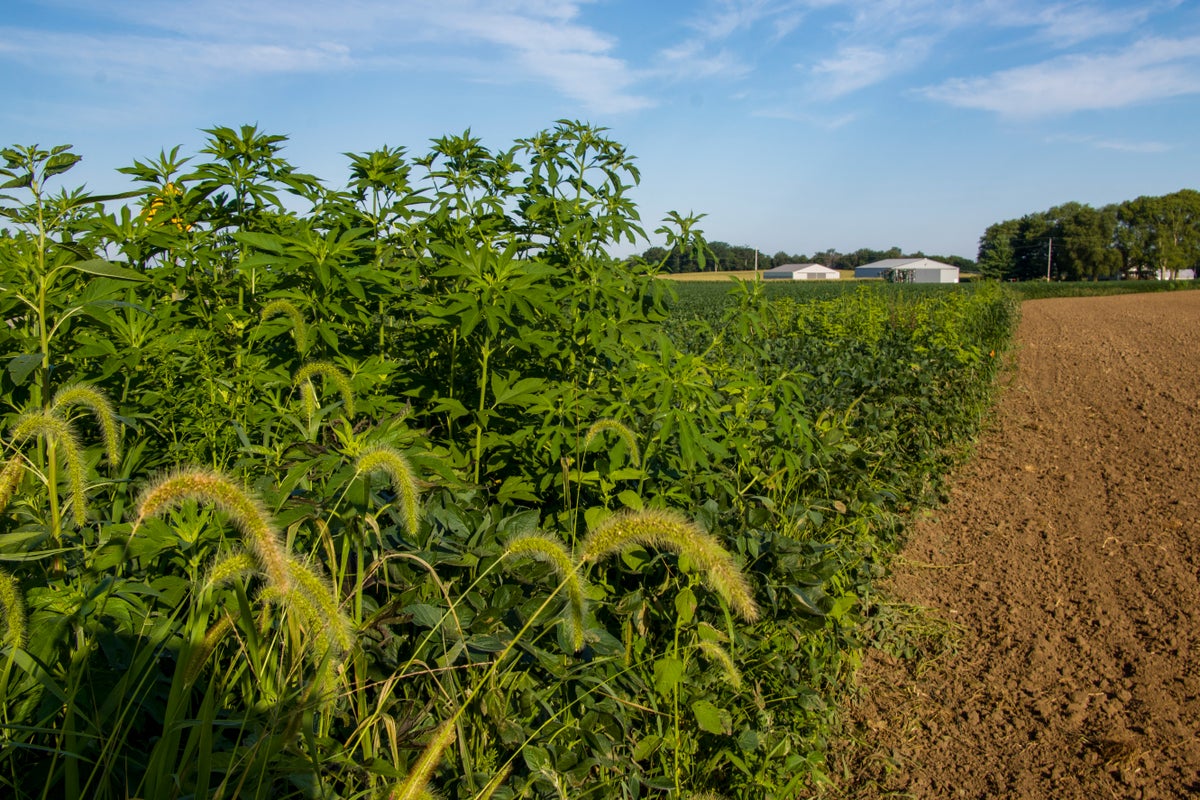 The Risk of Weed Escapes | Precision Planting | Upgrade Your Farm Equipment