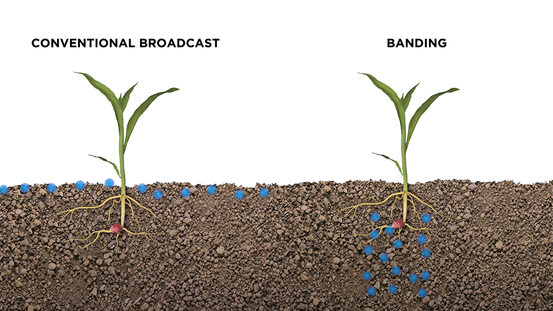 Broadcast vs. Banding Dry Fertilizer Corn Study Broadcast vs. Banding Dry Fertilizer Corn Study