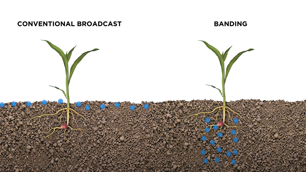 Broadcast vs. Banding Dry Fertilizer Corn Study | Precision Planting ...