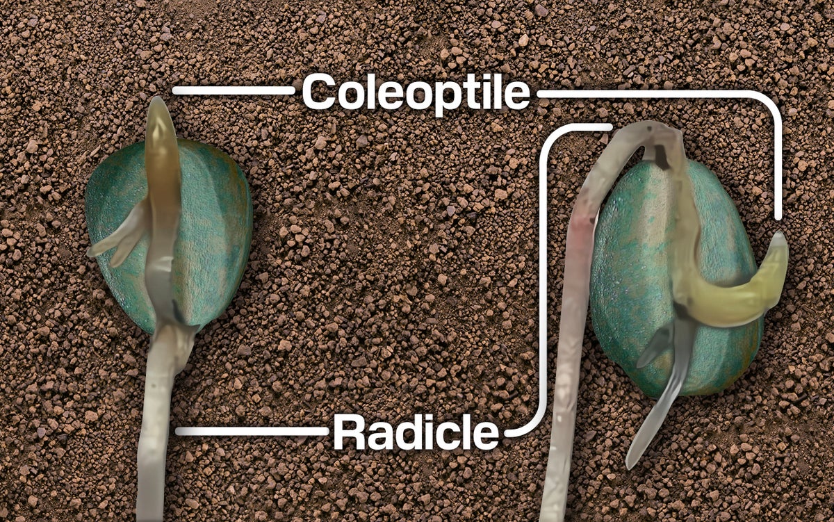 Seed Orientation Study | Precision Planting | Upgrade Your Farm Equipment