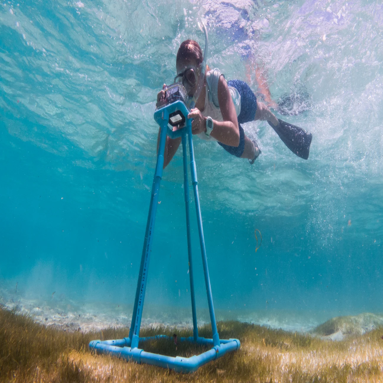 Junior Marine Biology