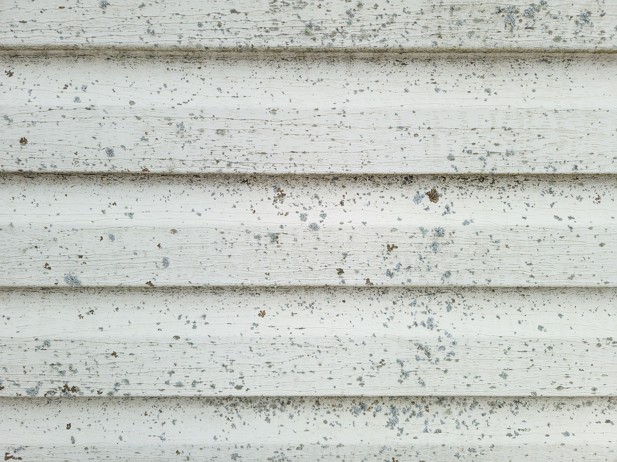 Mold on Exterior Siding? Causes & What You Should Do