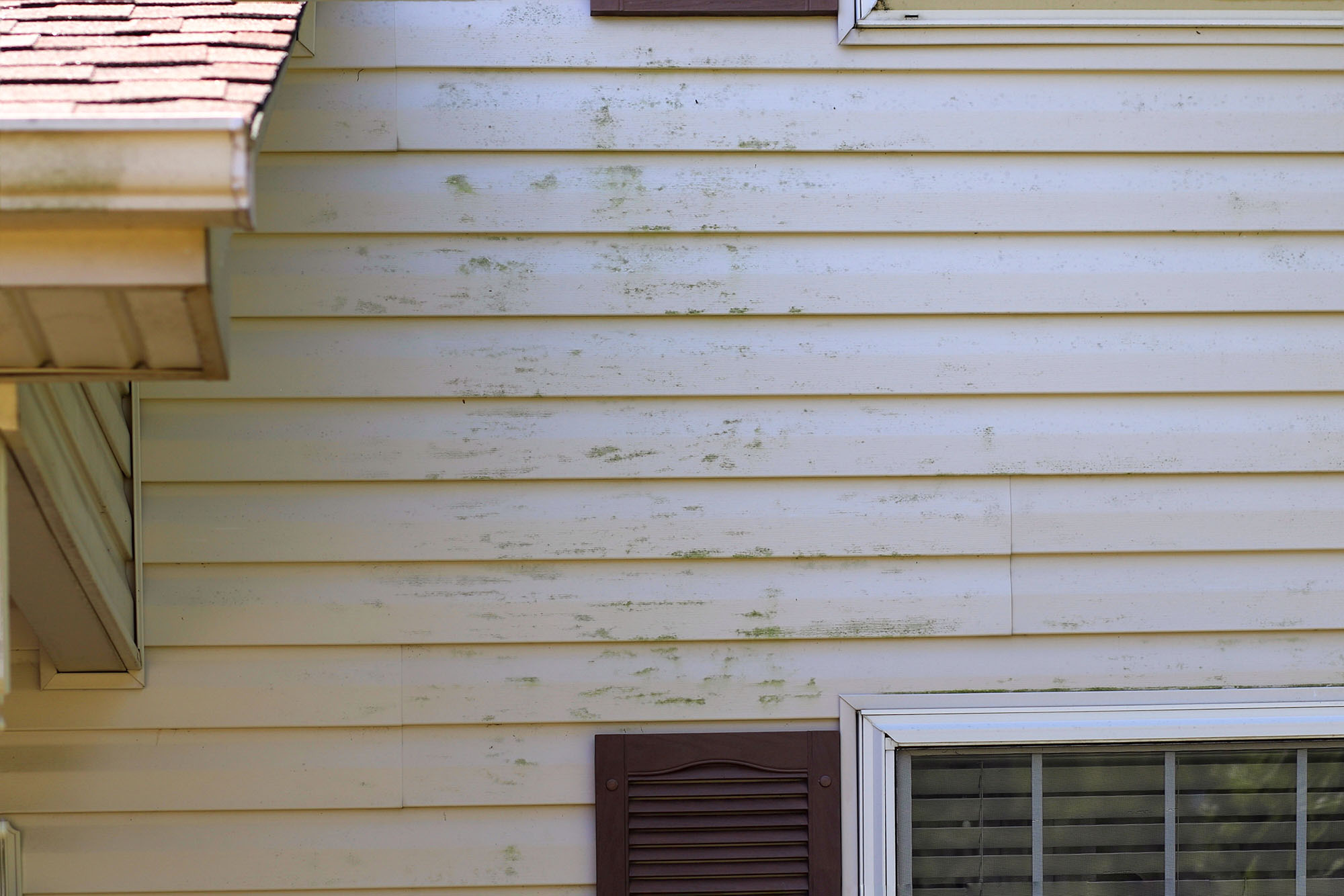 Mold on Exterior Siding? Causes & What You Should Do