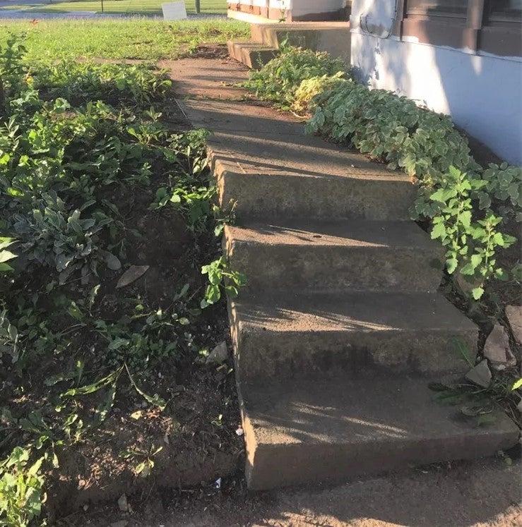 Tree Roots Breaking Concrete? Here’s What to Do - Alpha Foundations