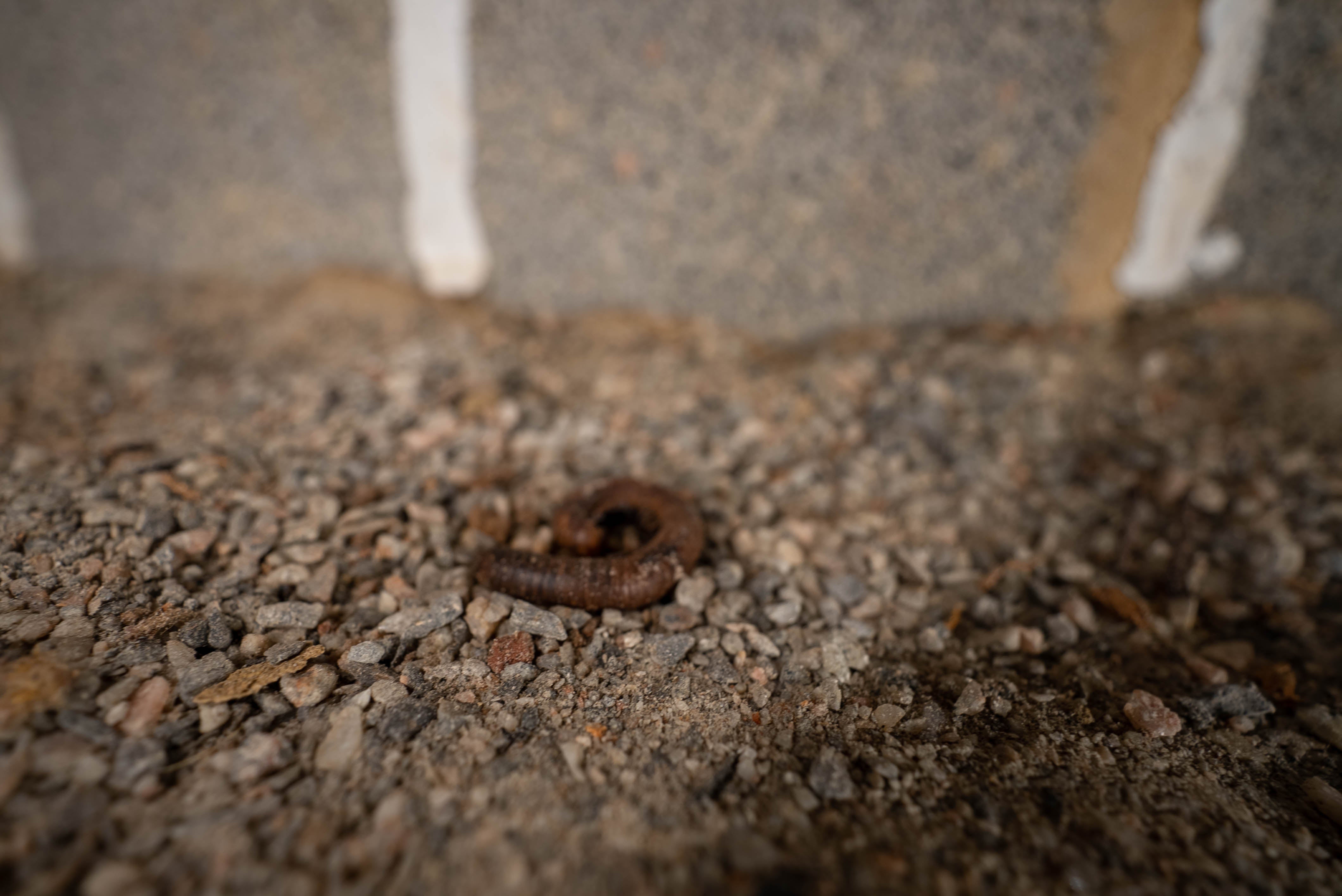 3 Easy Steps to Stop Snakes Nesting in Your Crawl Space - Tar Heel ...