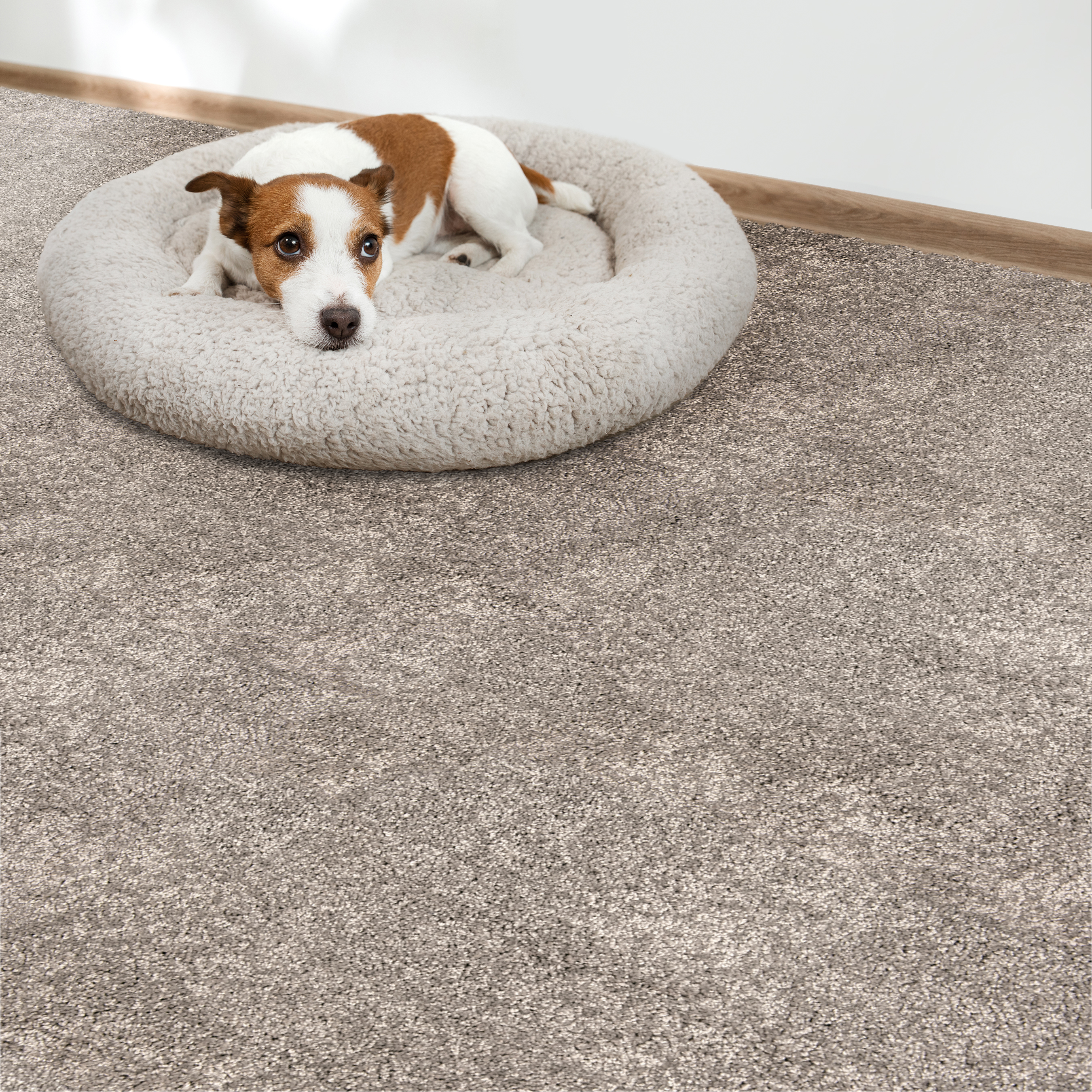 Stanton Carpet | Stanton | Grail Ivory