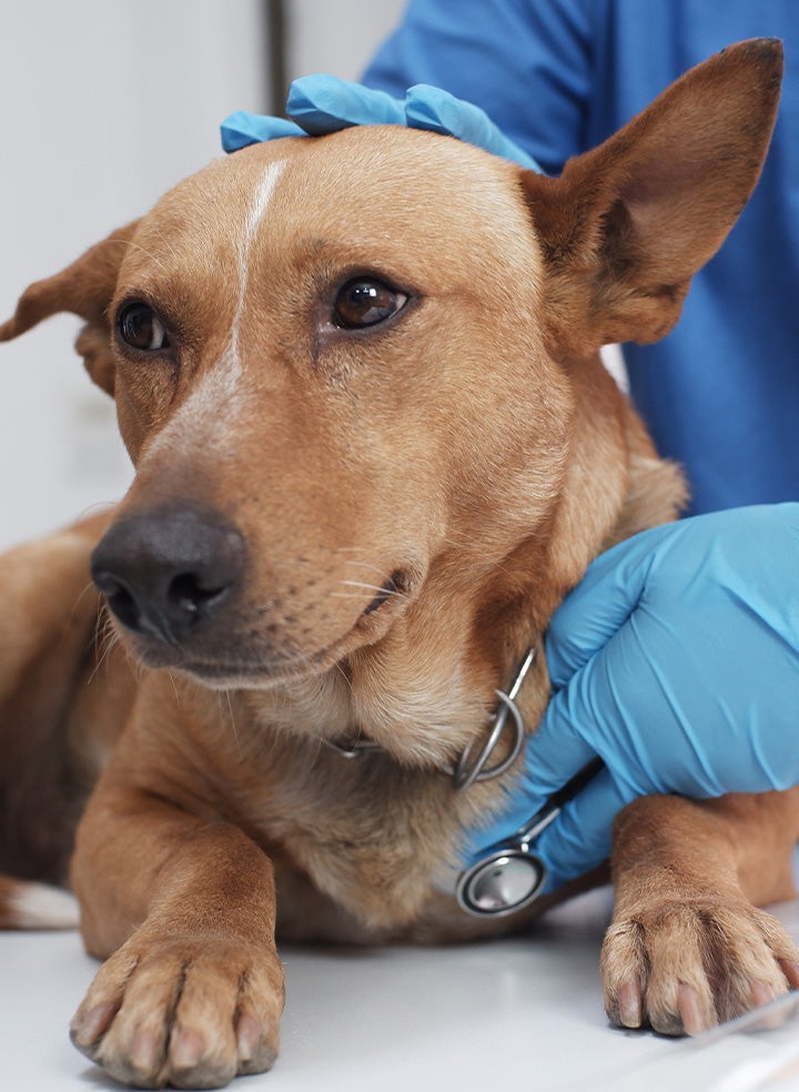 Parvovirus - Learning How to Prevent and Treat Parvo - Lovet