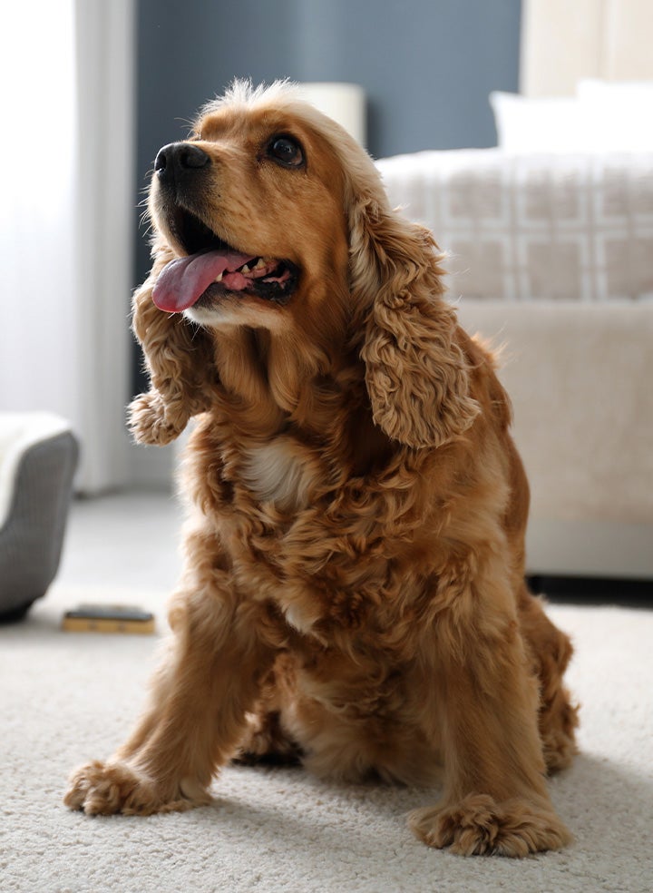 Such a drag: reasons why my dog is scooting their butt | Lovet