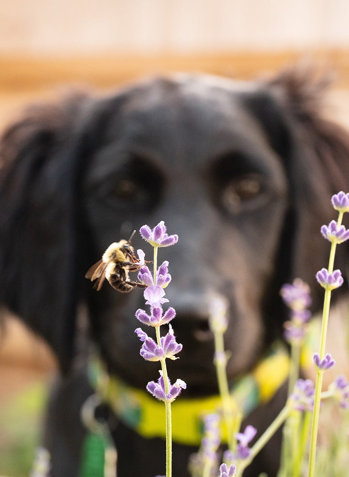 Dog Stung: Ways to Prevent and Treat Dog Bee Stings - Lovet