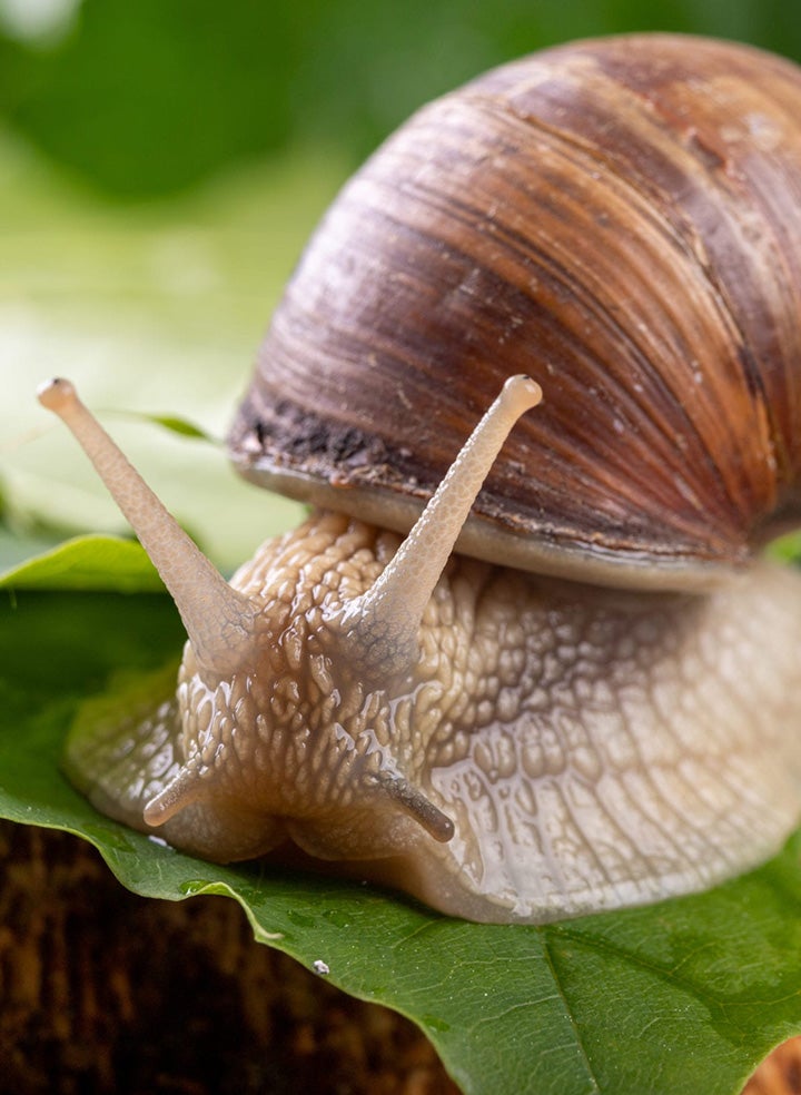 Can Certain Snails Really Sleep for Three Years or More? - Lovet