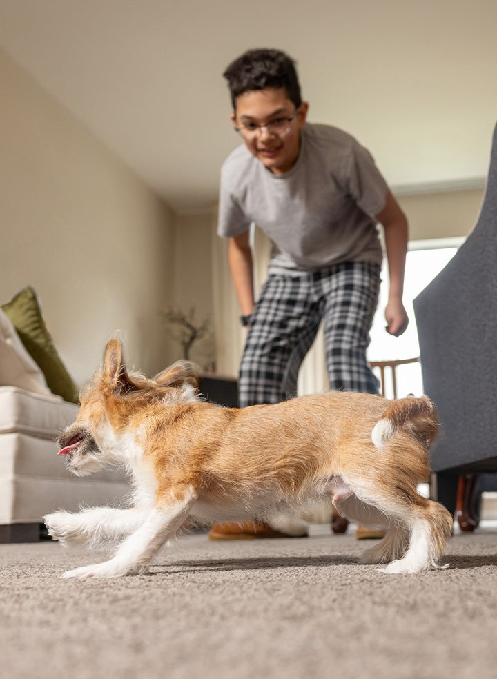 What are zoomies? Understanding dog & cat zoomies | Lovet