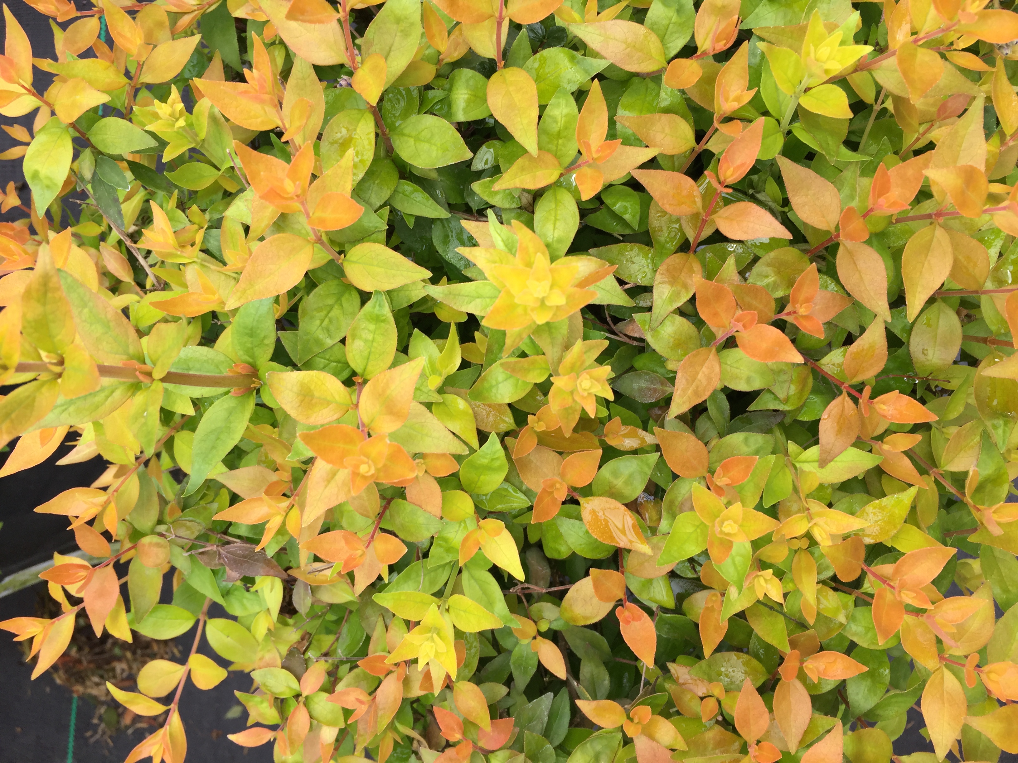 TRES AMIGOS® Abelia - Proven Winners ColorChoice Flowering Shrubs