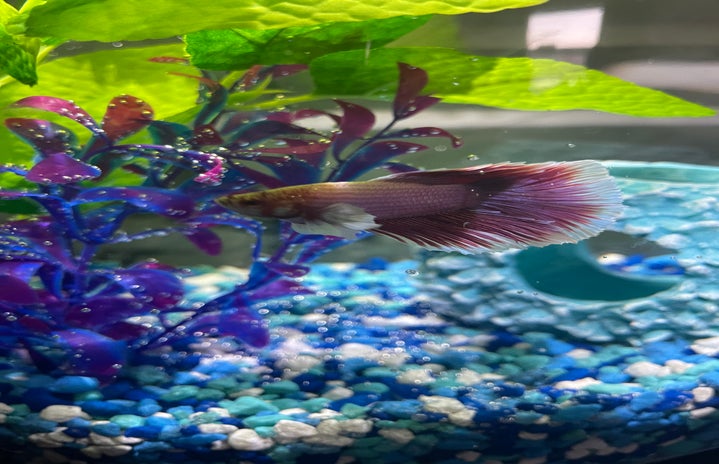 Emotional Support Fish: The Support It Needs From You