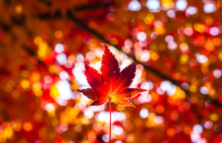 Five places to see Autumn Leaves in Tokyo