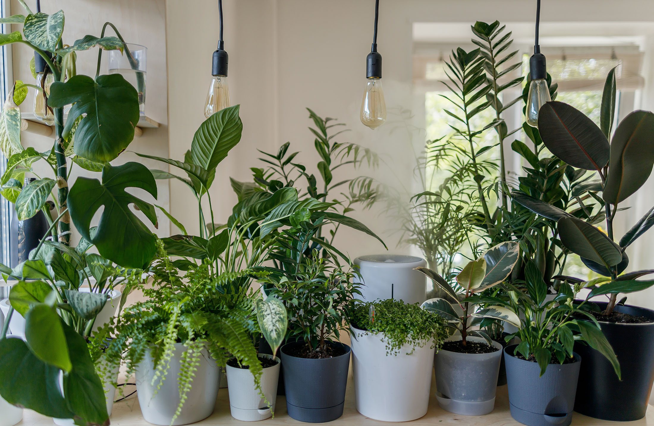 My Top 4 House Plants