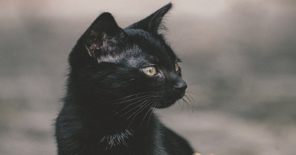 A Complete Guide to FSU's Campus Cats!