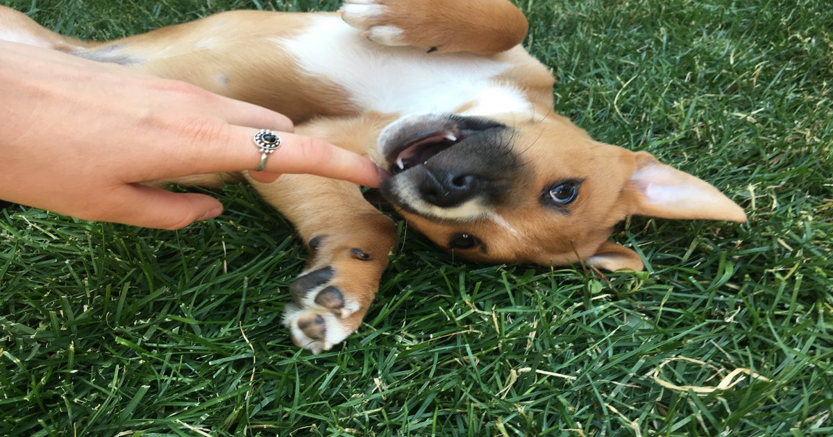 The humanization of pets: is it a trend or does it have an impact on ...