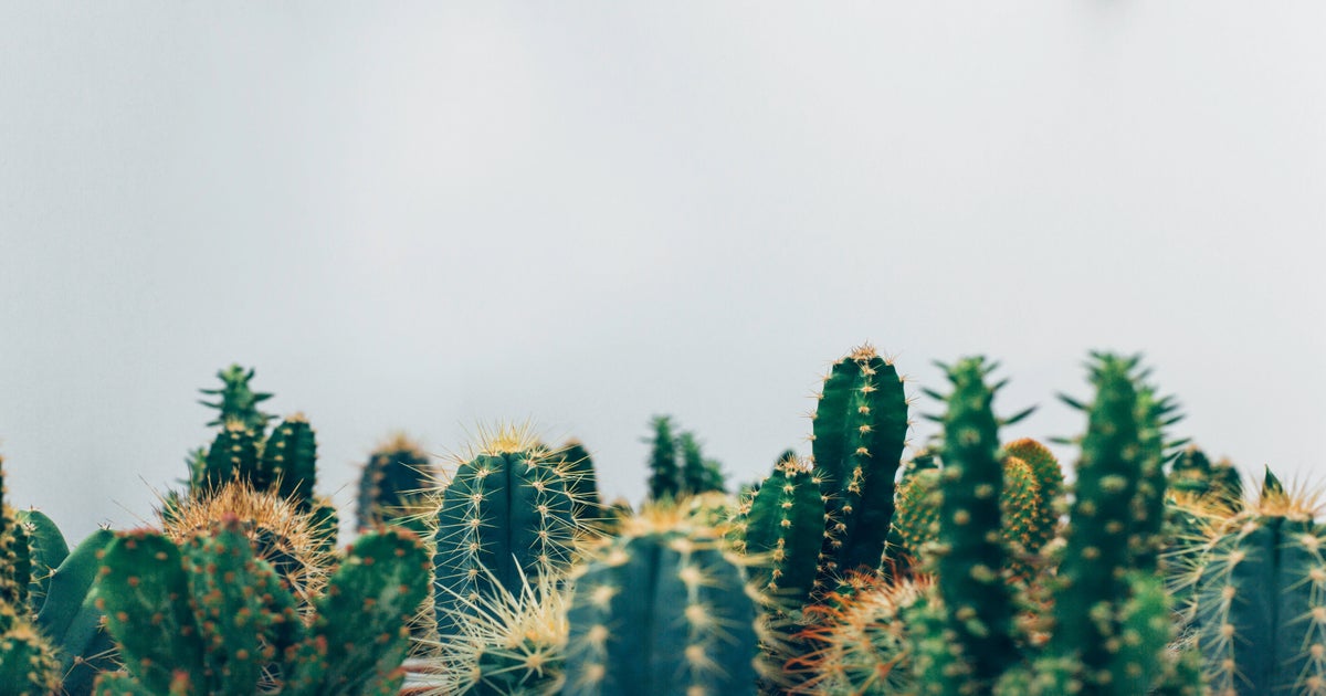 Amigos Cactus y Amigos Bonsai: La Amistad en Tiempos Modernos