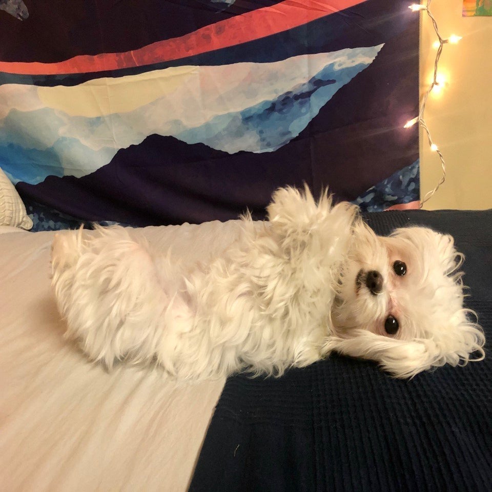 How to Survive College with a Dog