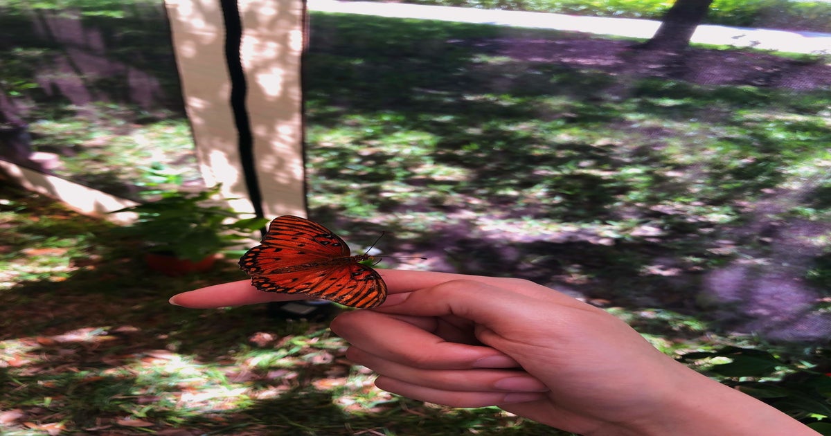How Saving a Butterfly Made Me Have a Career Epiphany