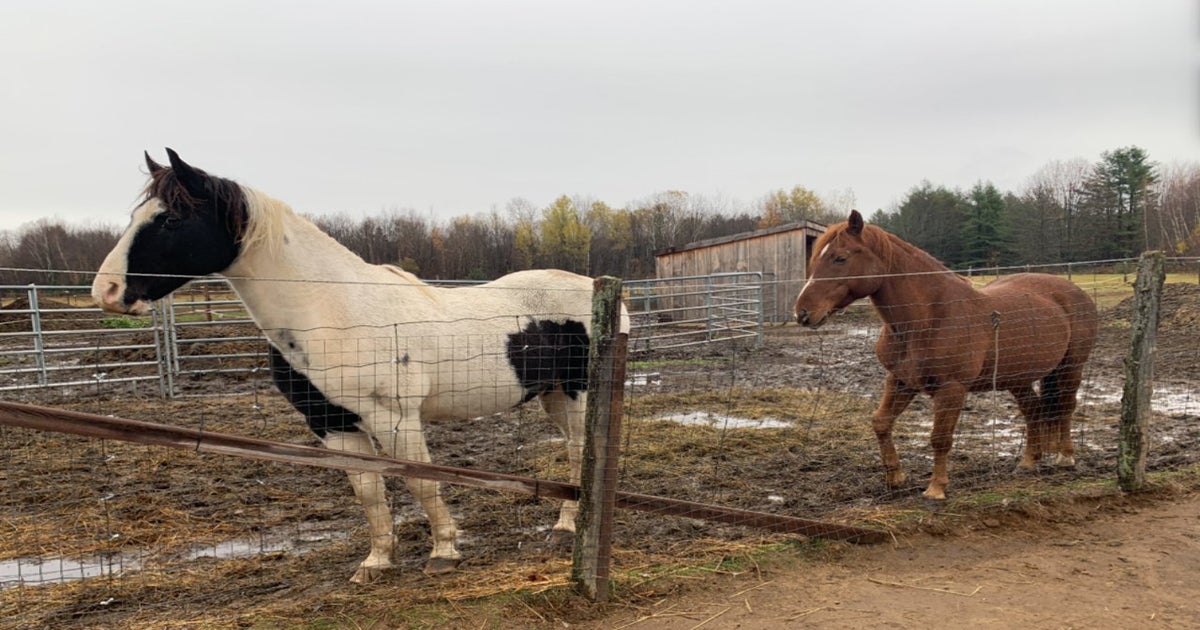 Penny Lane Farm Sanctuary Opens its Doors To Animals in Need