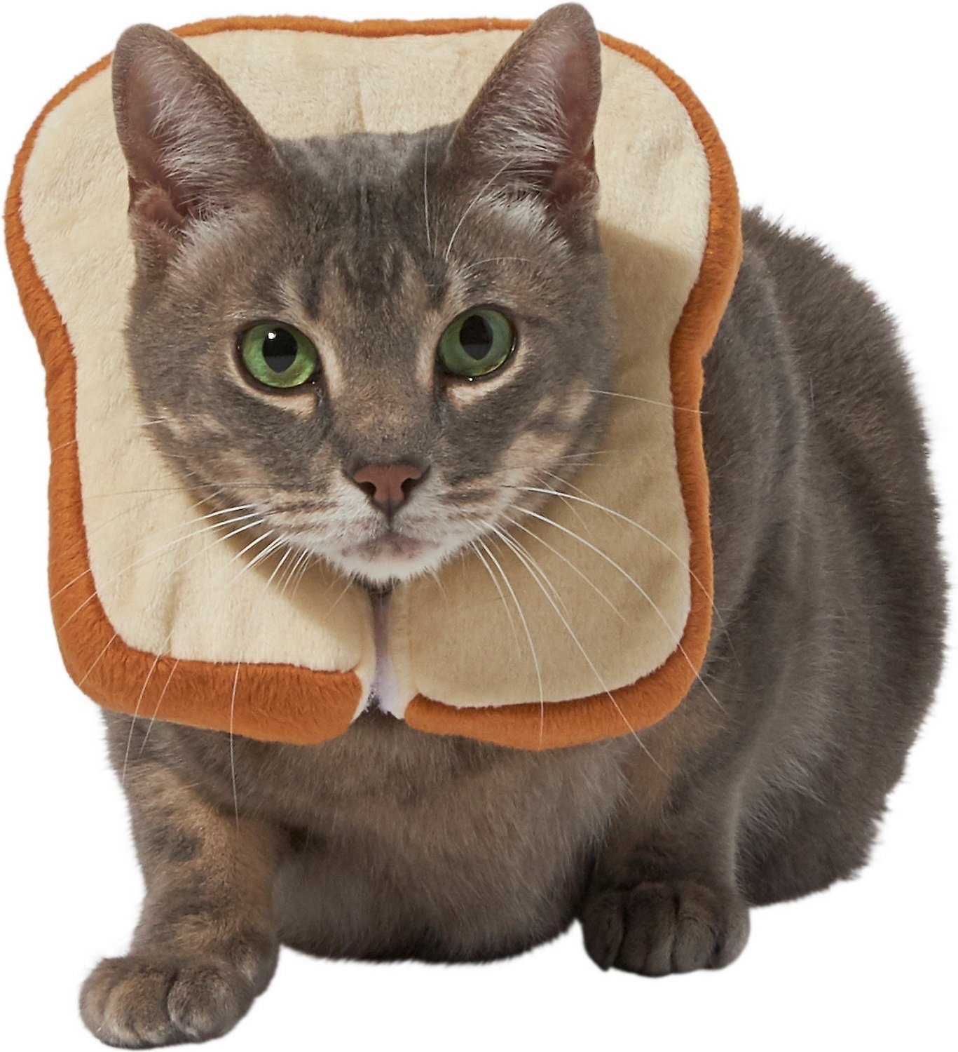 Five Reasons to Get a Cat!