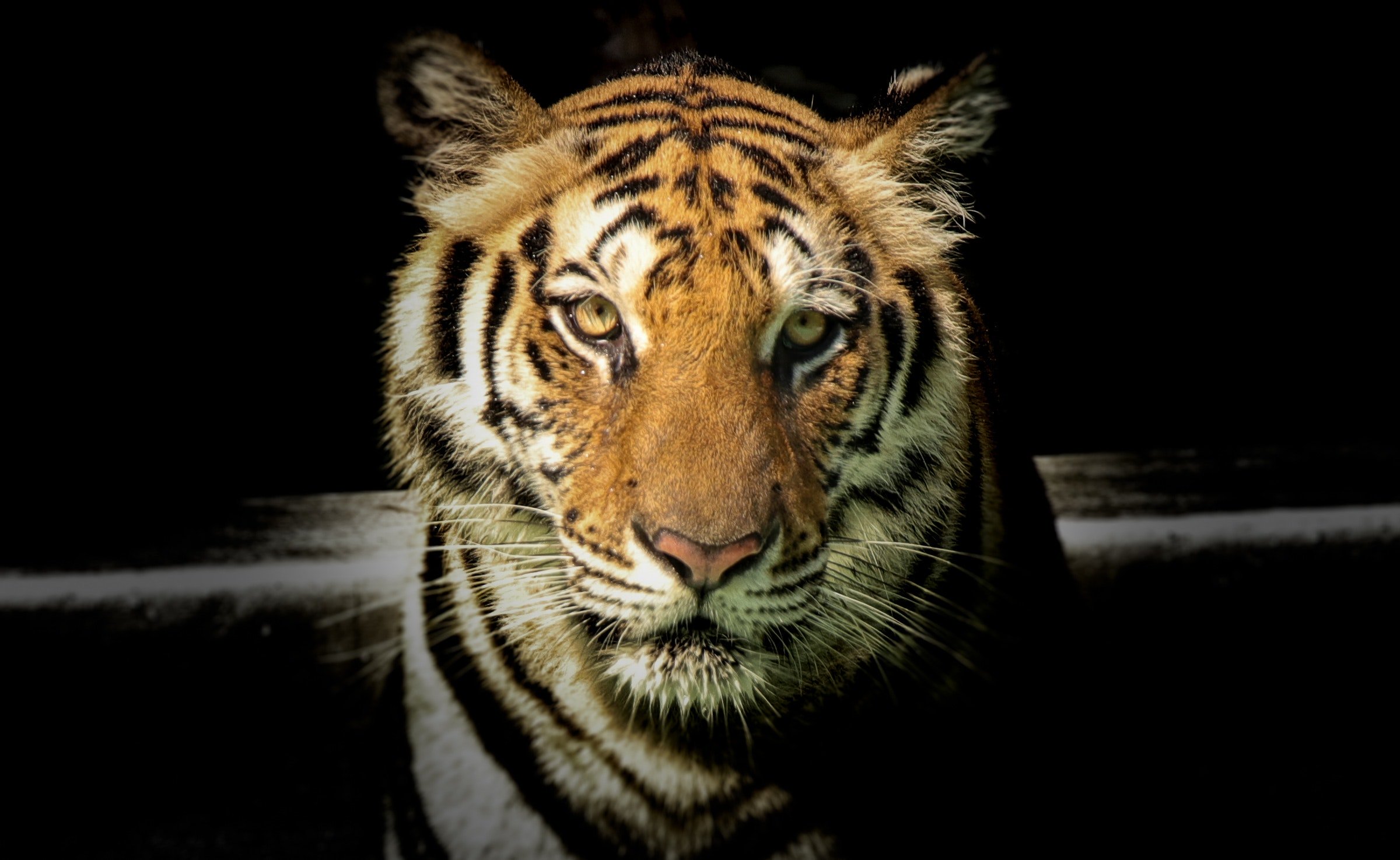 Why Tiger King is the Best Show to Watch on Netflix Right Now