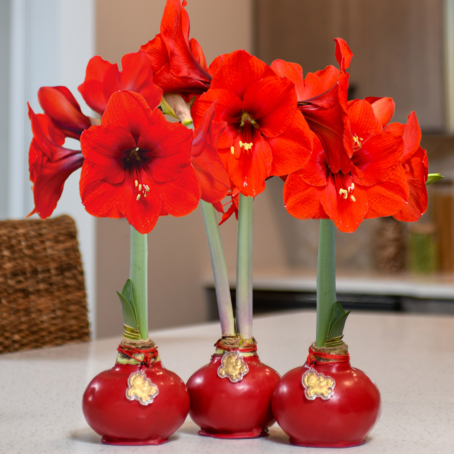 Bloomaker Waxed Amaryllis Bulbs 3-count Red Wax, Red Bloom, Dragon ...