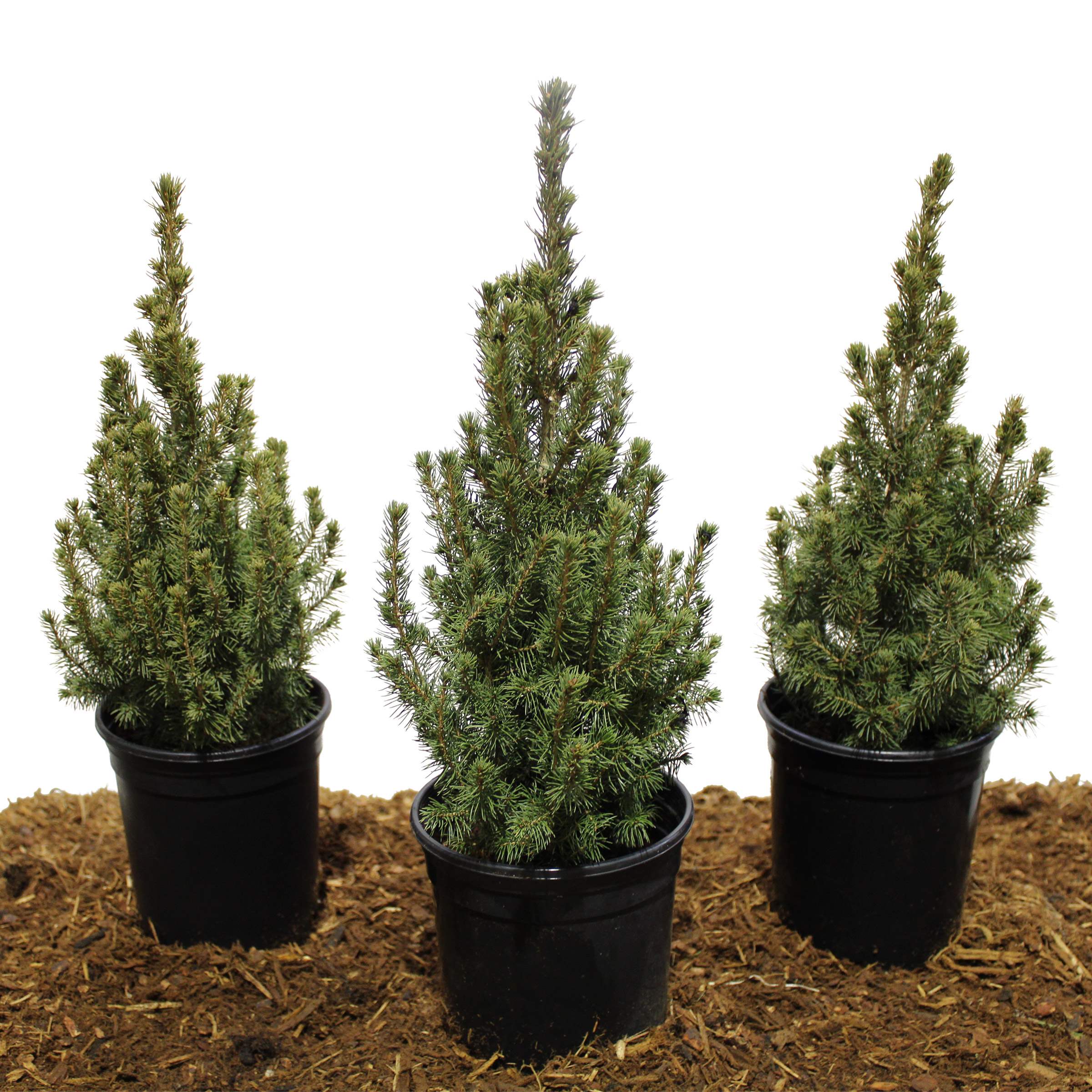 Dwarf Alberta Spruce, 3-pack | Costco