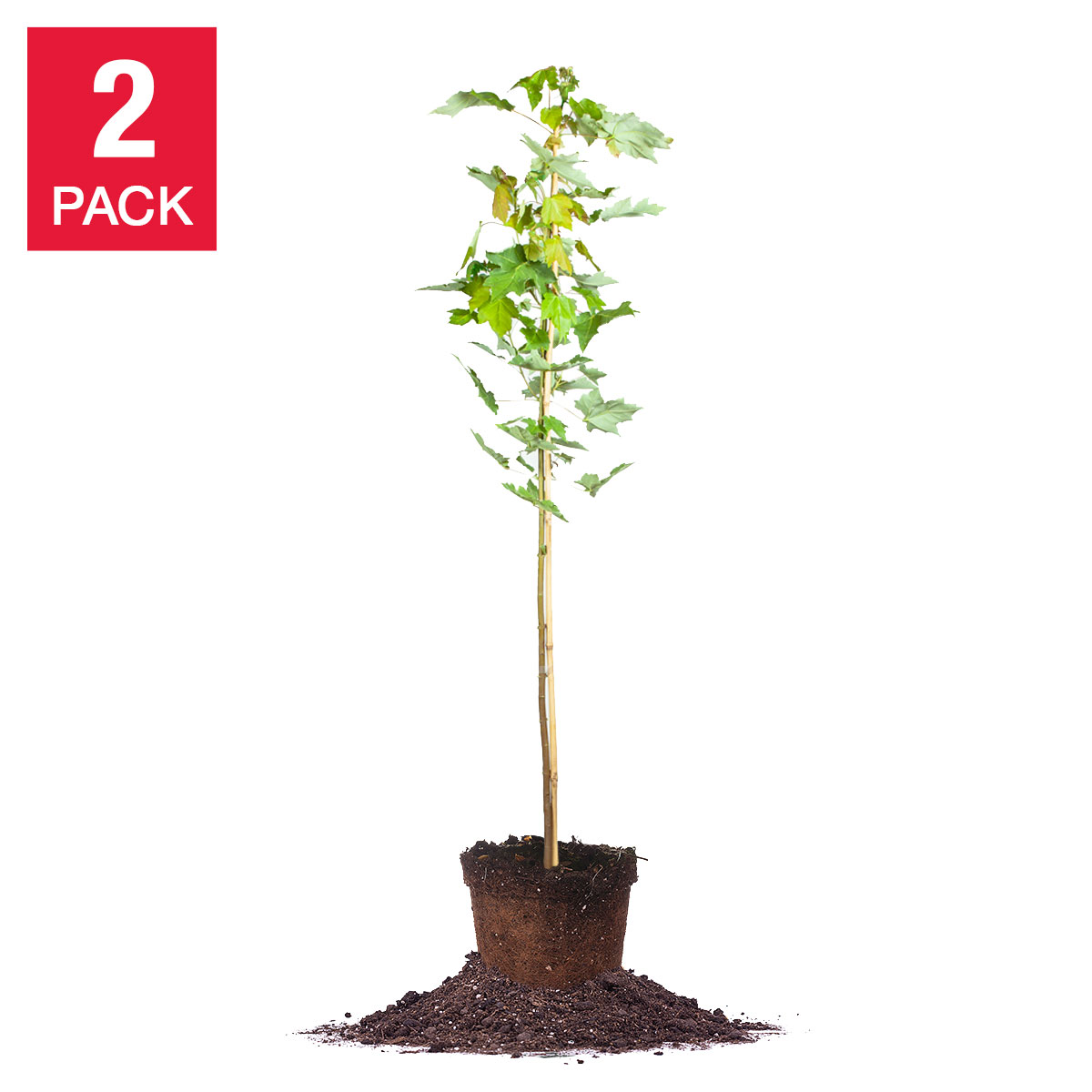 October Glory Maple Tree, 2-pack | Costco