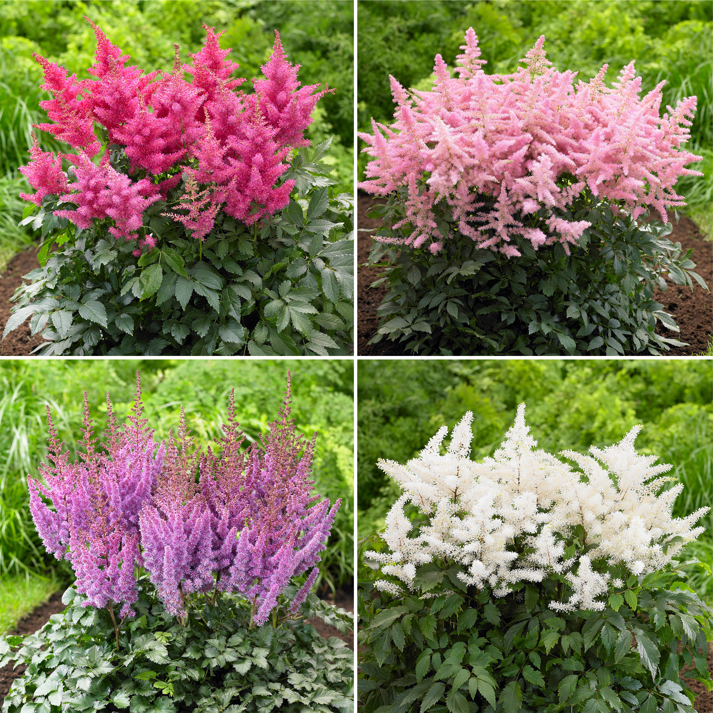 Pre-Order Longfield Gardens Astilbes and Hosta Shade Gardens | Costco