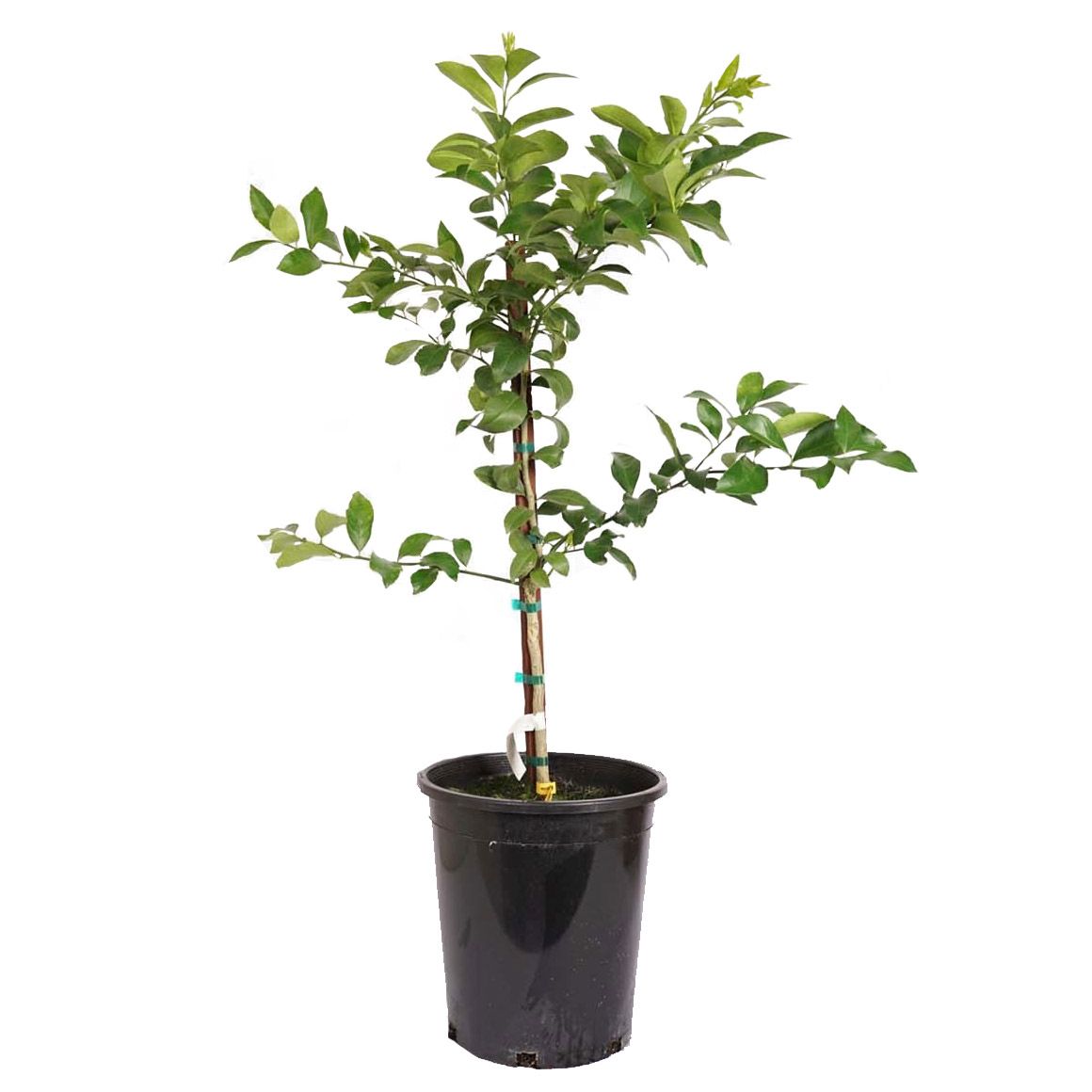 Plants, Bulbs & Seeds | Costco