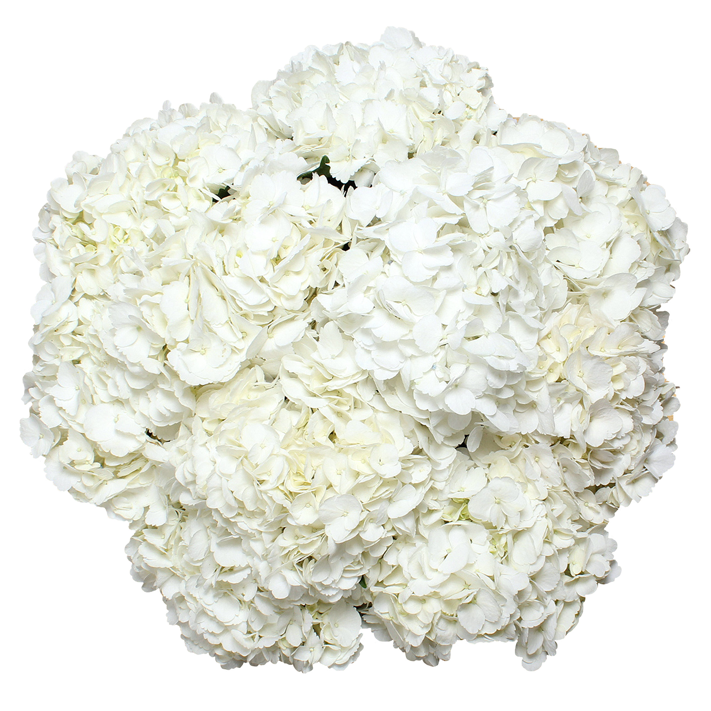 Hydrangea, 30 Stems | Costco