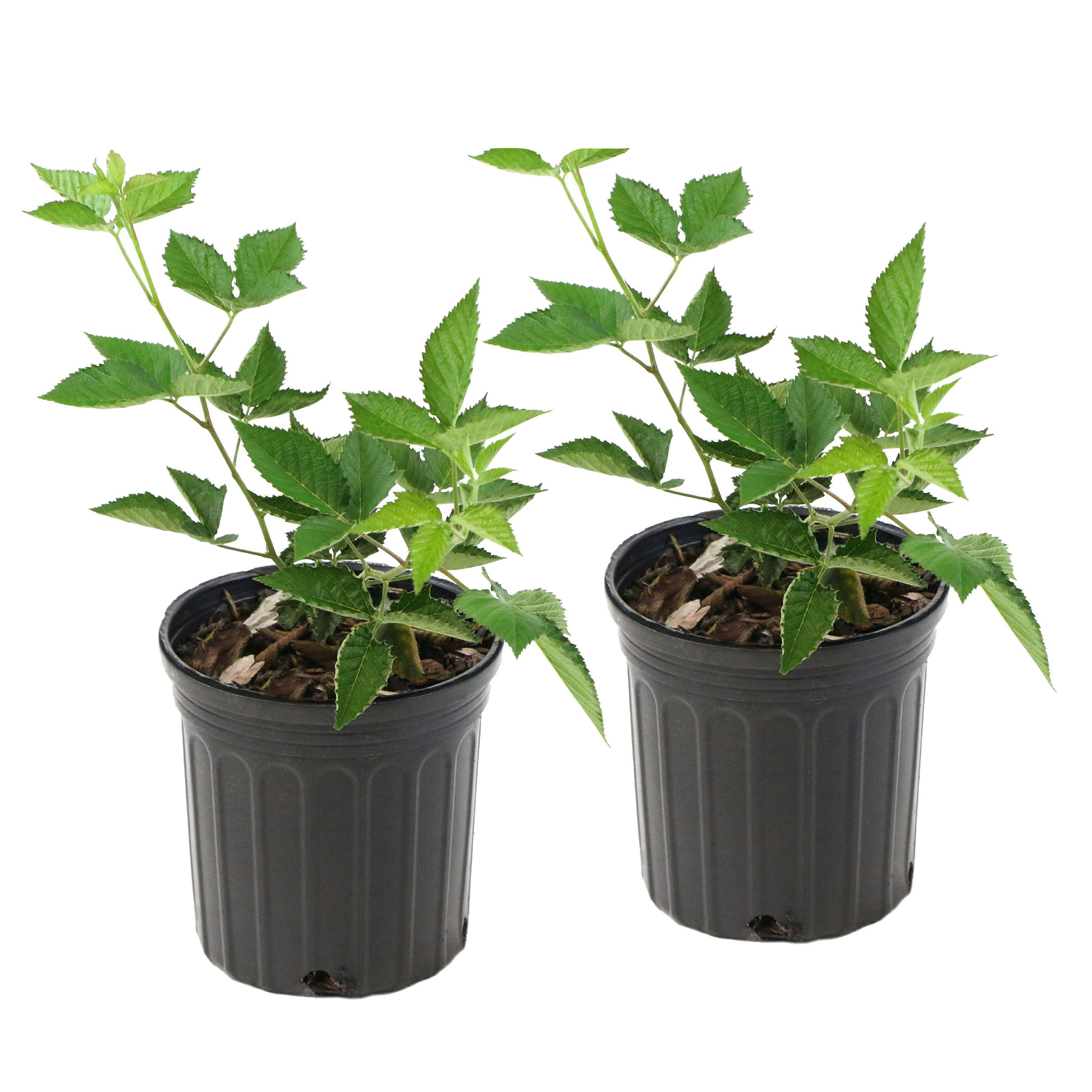 Bushel and Berry Baby Cakes Blackberry Plant | Costco