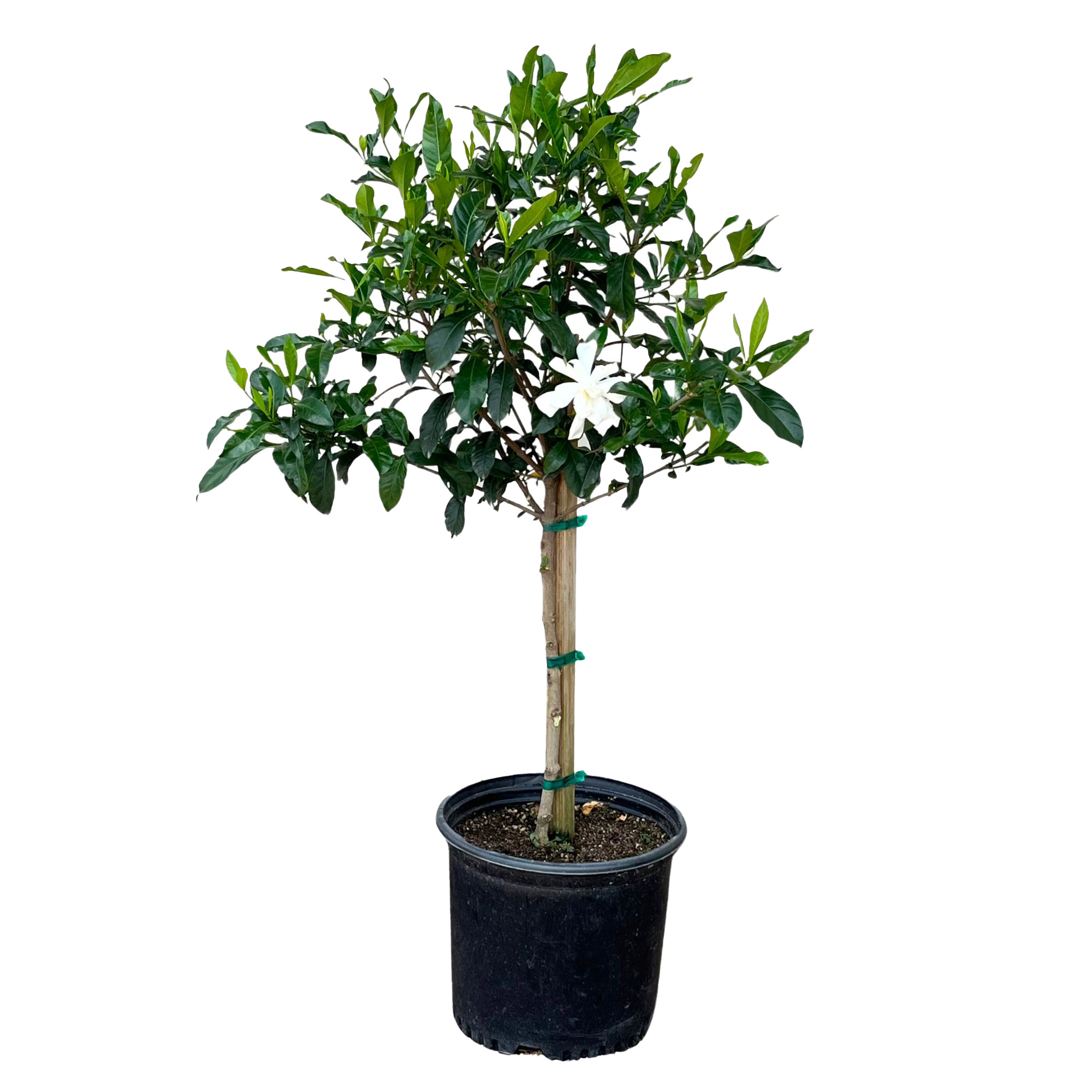 Everblooming Patio Gardenia Tree | Costco