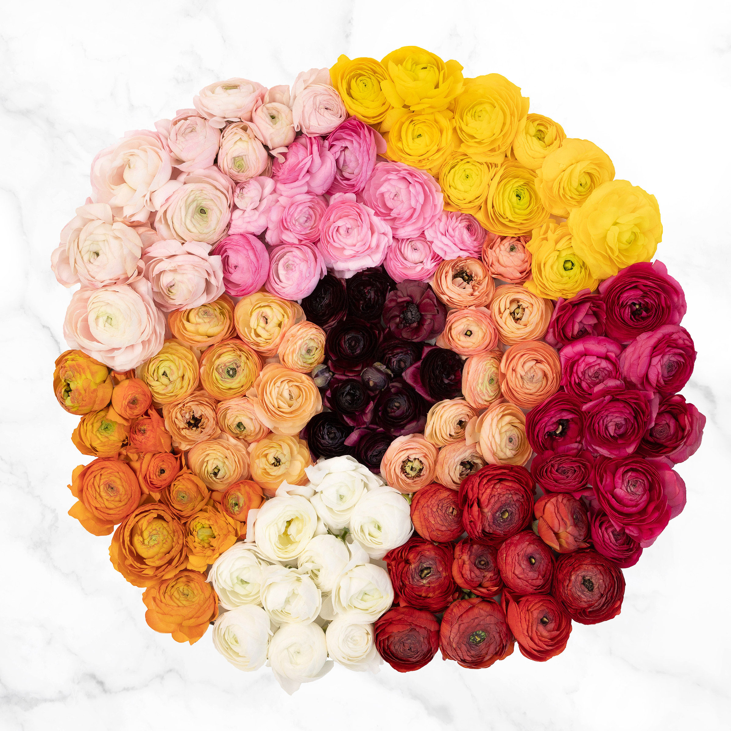 120-stem Ranunculus | Costco