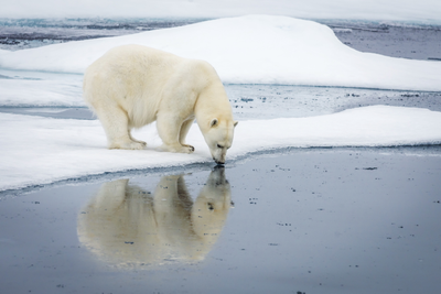 Hudson Bay Canada polar bear tours 2024