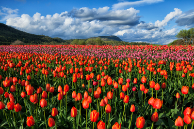 Spring Flowers in Canada: The Ultimate Guide to Top 6 Spots