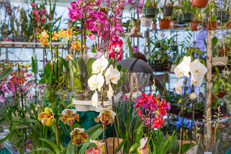 Vienna in February: What To See and Do