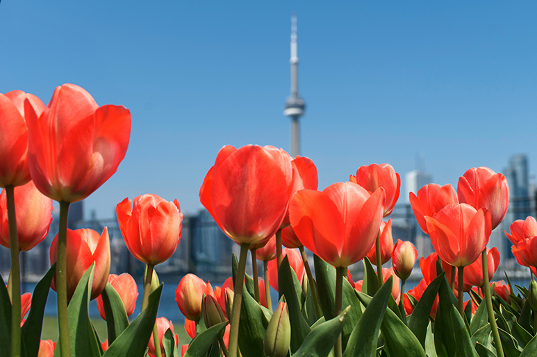 The 8 Best Things To Do in Toronto in Spring