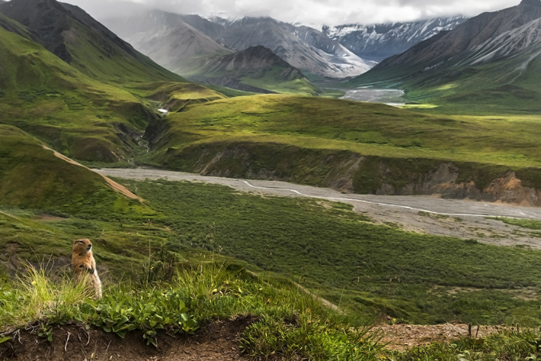 Best Time To Visit Denali National Park: A Seasonal Guide