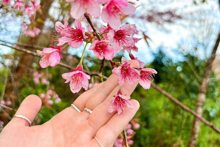 Top 7 Best Places to See Cherry Blossoms
