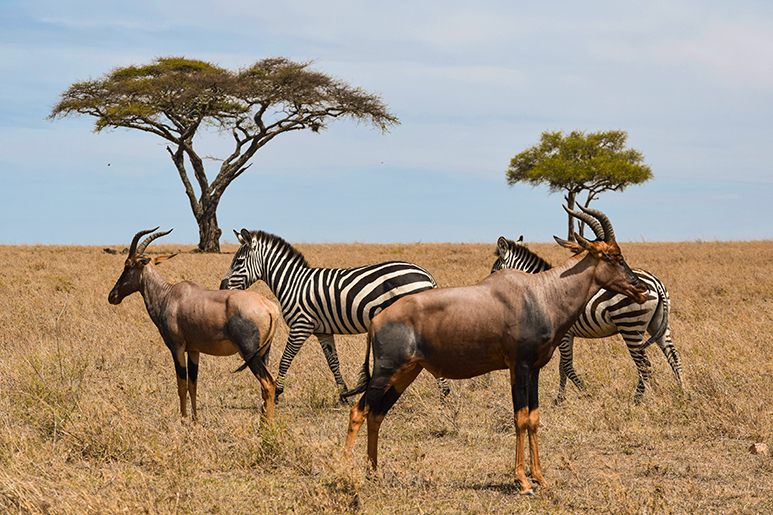 10 Best Places to See Wildlife Around the World