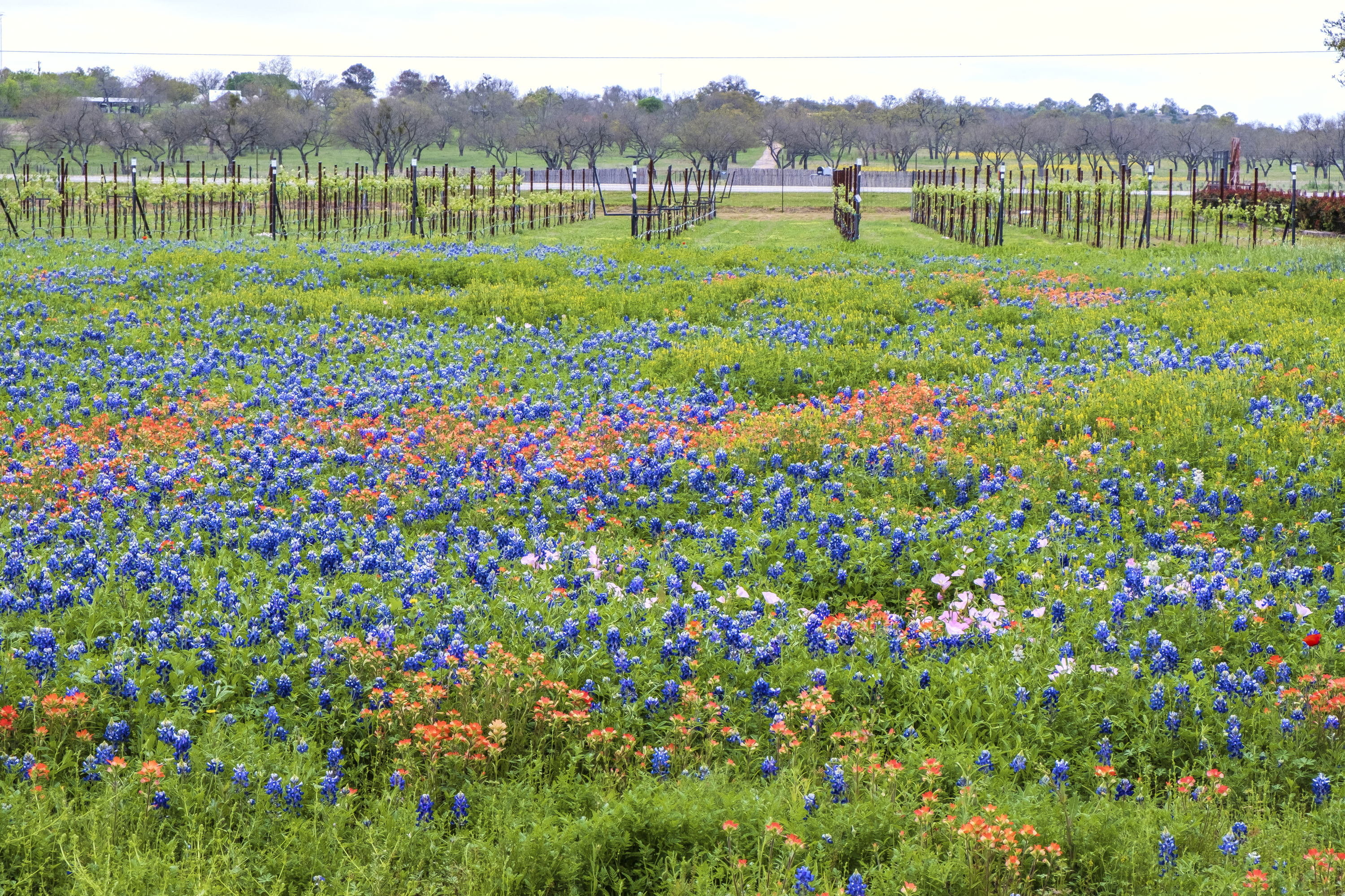 Spring in Texas: The Best Things to Do and See