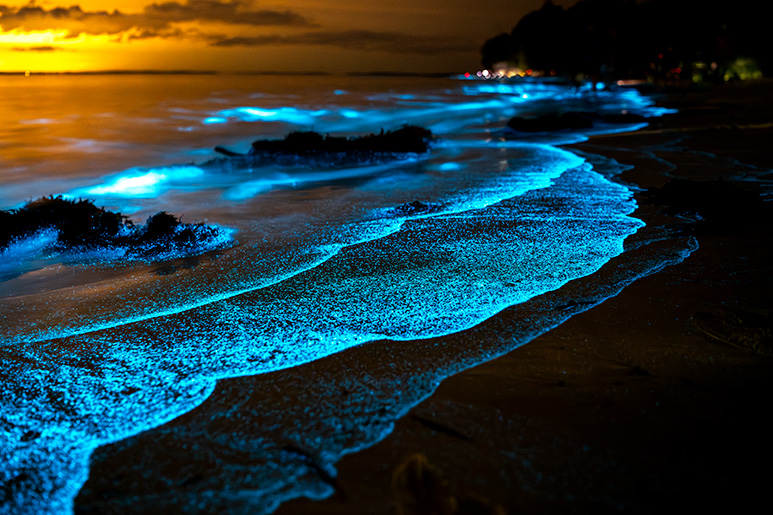 10 Best Bioluminescent Bays In The World