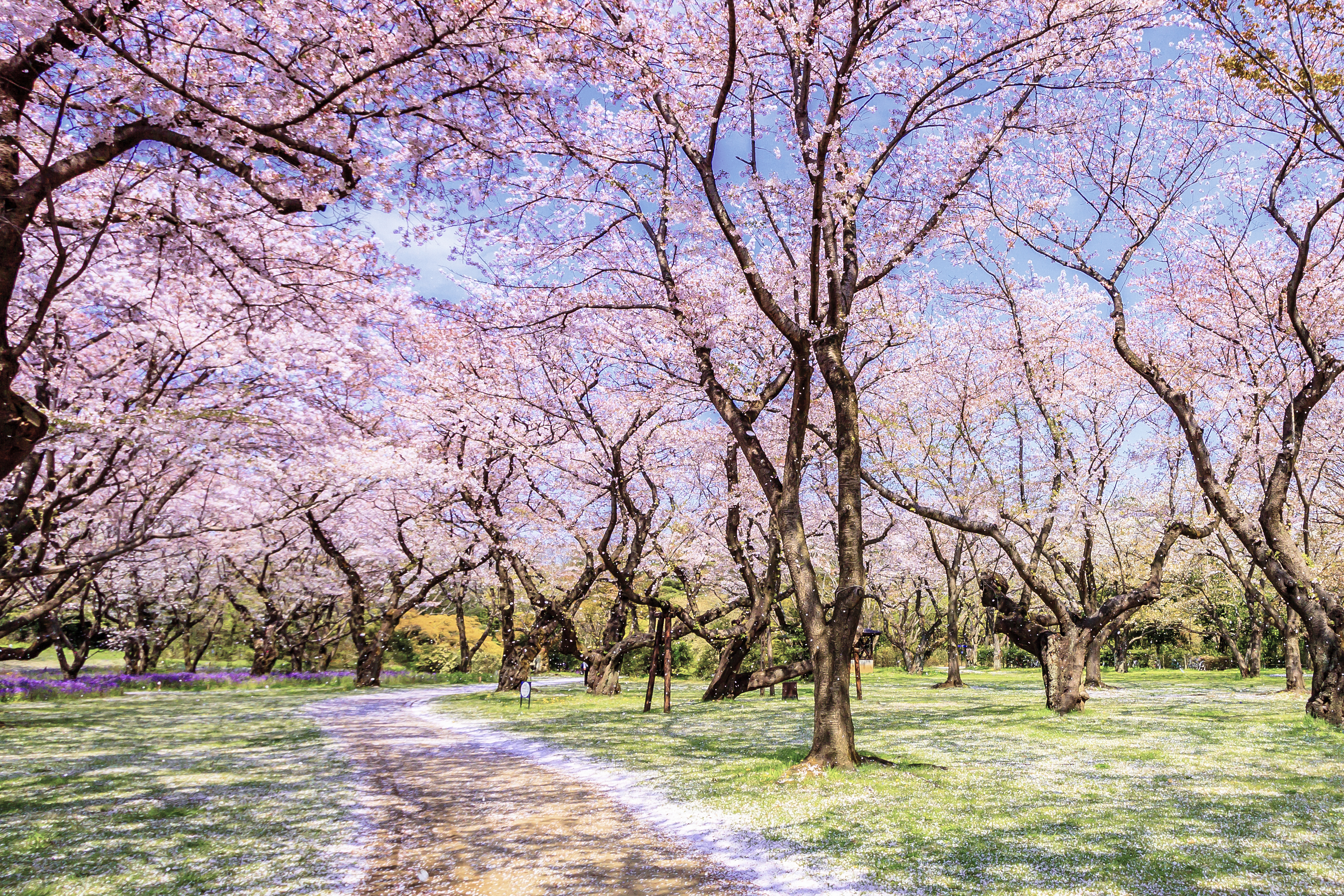 Discover the 7 Best Places to Travel in Spring