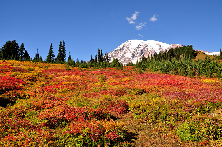 Ghid pentru cel mai bun moment să vizitezi Parcul Național Mount Rainier